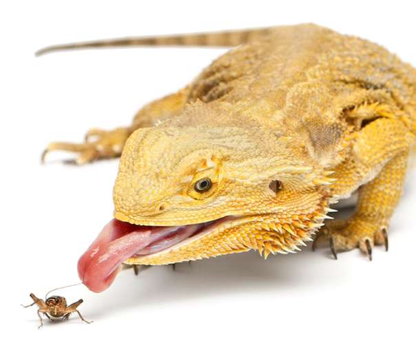 Reptile Super Show - Timberline